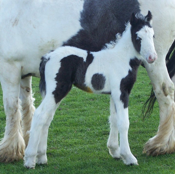 Hermits Ponies and Cobs Stud - Barnsley, Yorkshire - Stable Express
