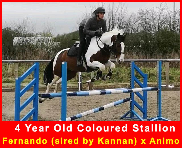 High Offley Fernando (Kannan x Samber) - Coloured Showjumping Stallion ...