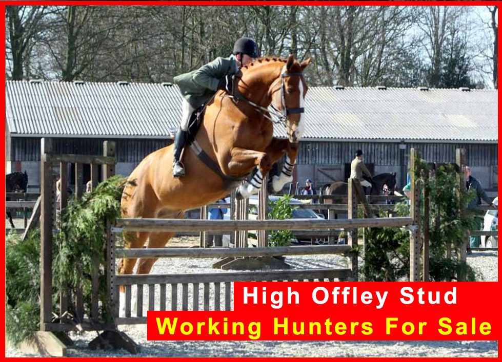 Working Hunters - Stable Express