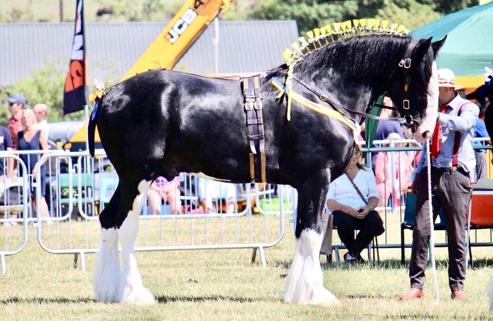 Shire Horse For Sale - Knutsford Shire Horses, Manchester - Stable Express