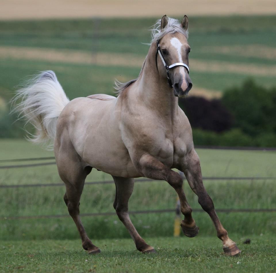 Dunalino - Stable Express