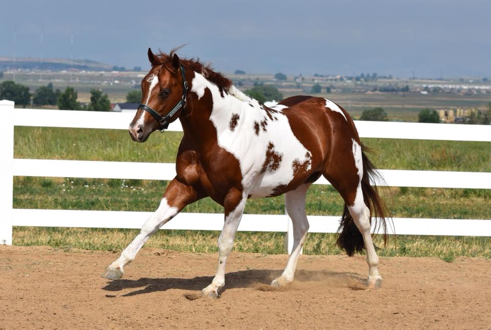 Homozygous Tobiano Stallion - Rose To Genesis - Stable Express