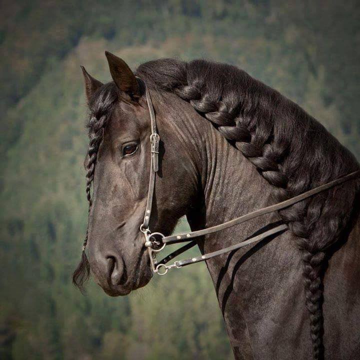 Horse Hair Braiding - Stable Express