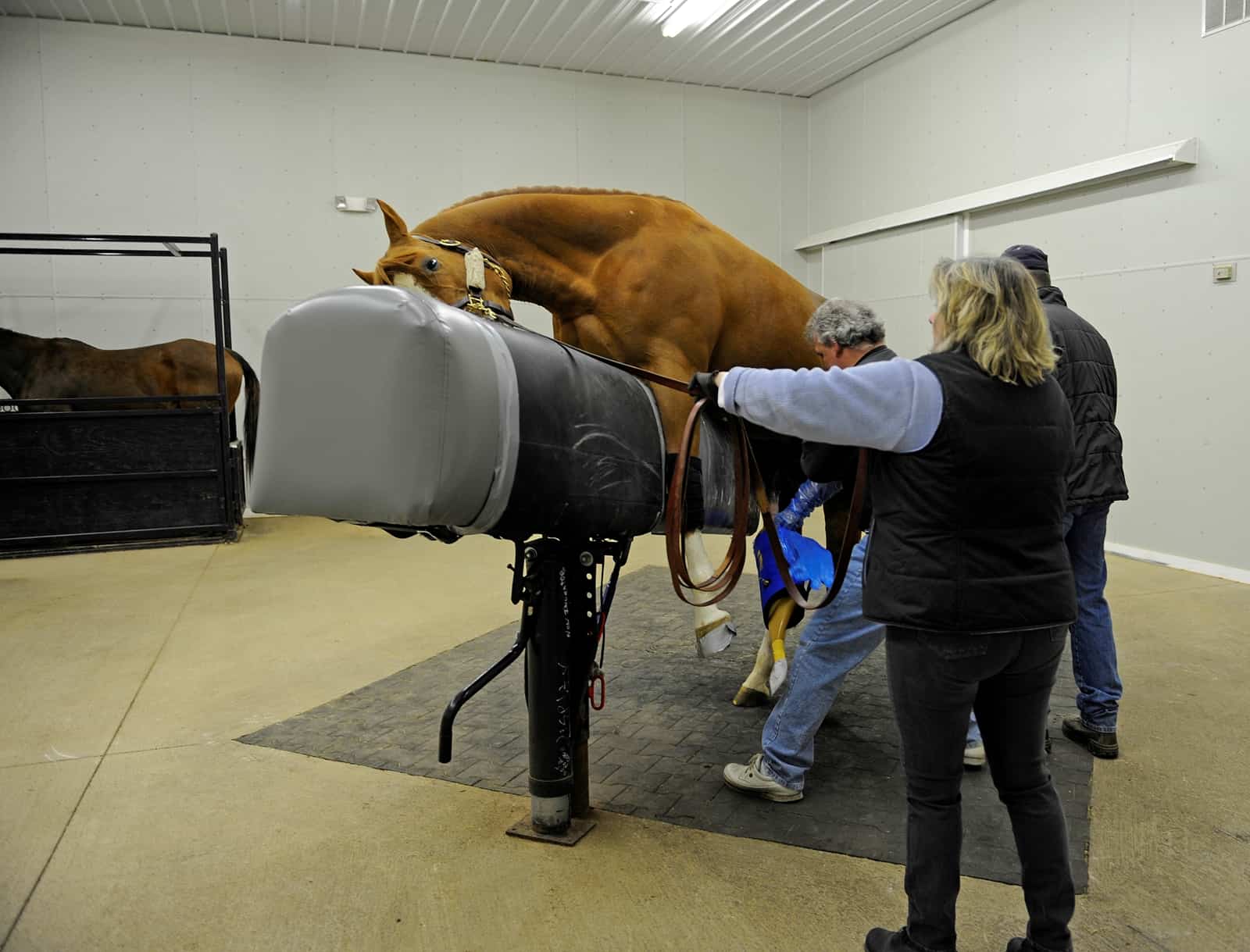 Horse Breeding Equipment - What Will You Need - Stable Express