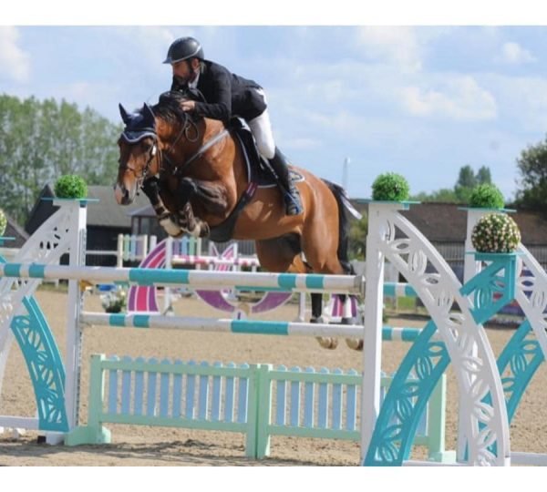Condor (Caretino x Capitol I) – AES Licensed Stallion @ASK Sport Horses ...