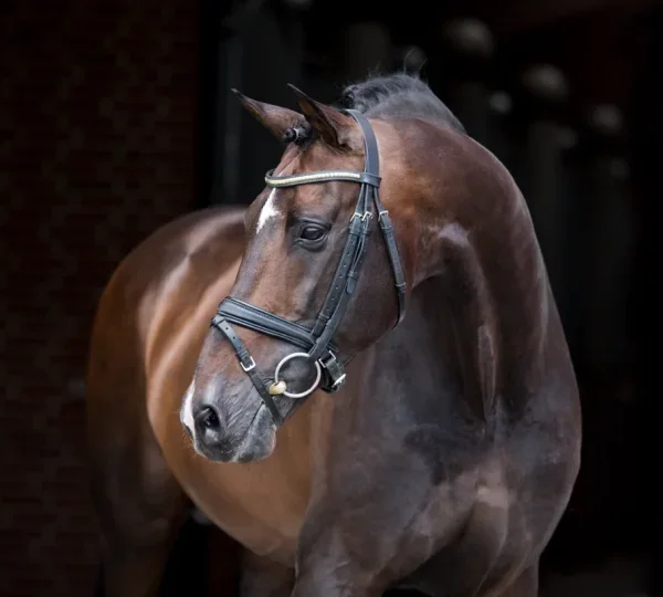 Blue Horse Zack (Rousseau x Jazz), Dressage Stallion – StableExpress