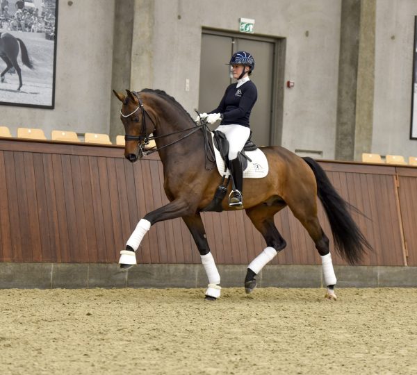 Blue Horse Zackerey (Blue Hors Zack x Sandro Hit), Dressage Stallion ...