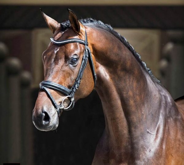 Blue Horse Zackerey (Blue Hors Zack x Sandro Hit), Dressage Stallion ...