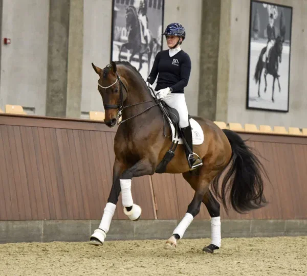 Blue Horse Zackerey (Blue Hors Zack x Sandro Hit), Dressage Stallion ...
