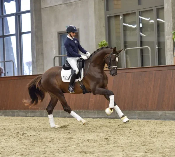 Bonfilio (Bon Courage x Fuerst Romancier), Dressage Stallion ...