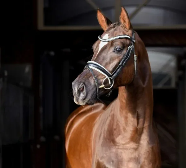 Bonfilio (Bon Courage x Fuerst Romancier), Dressage Stallion ...