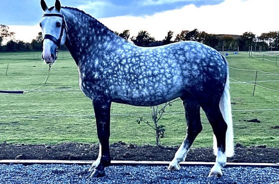 Irish Draught Stallions – StableExpress