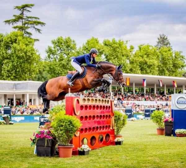 Showjumping Stallions – StableExpress