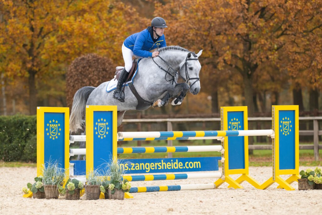 Lusitano Stallions – StableExpress