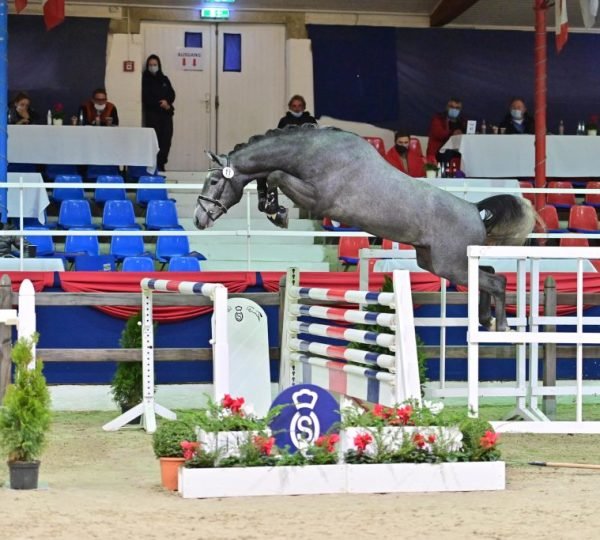 Commil Champ Z (Comilfo Plus Z x Clinton), Showjumping Stallion – StableExpress