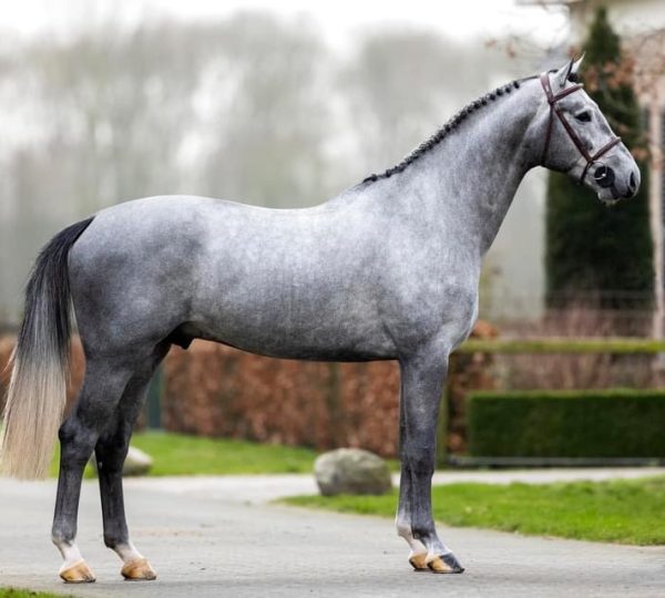 Commil Champ Z (Comilfo Plus Z x Clinton), Showjumping Stallion ...