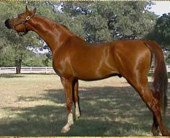 Stallions At Stud – StableExpress