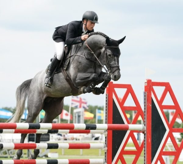 Dorian Grey TN Z (Dominator Z x Chellano Z), Show Jumping Stallion ...