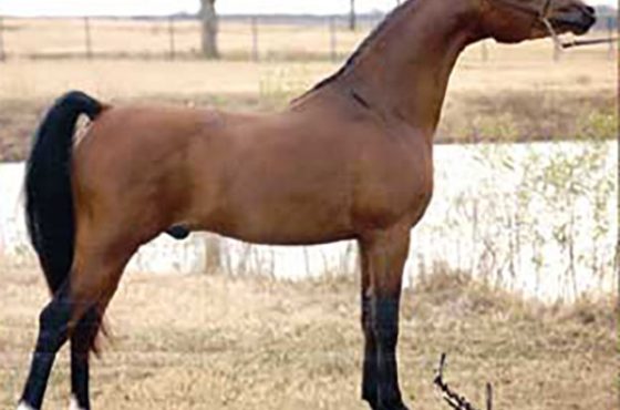 Arabian Stallions – StableExpress