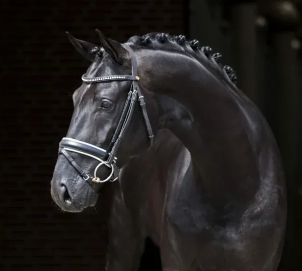 Kingston (Glock’s Toto Jr N.o.p. x Turbo Magic), Dressage Stallion ...