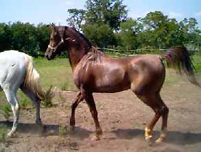 Stallions At Stud – StableExpress