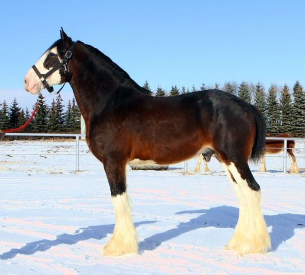 Ozark`s Royal View, Bay Clydesdale Stallion – StableExpress
