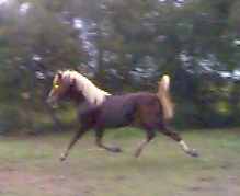 Palomino Stallions – StableExpress