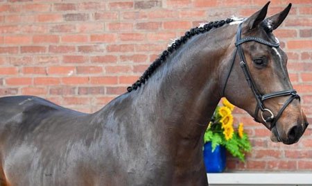 Stallions At Stud – StableExpress