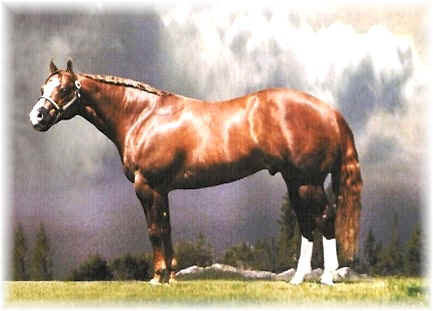 Stallions At Stud – StableExpress