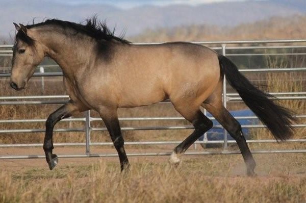 Buckskin Andalusian Stallion, RAYADILLO SG (Meloso PM x Habanero XLI ...
