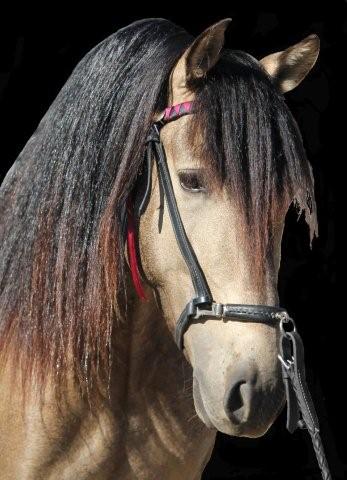 Buckskin Andalusian Stallion, RAYADILLO SG (Meloso PM x Habanero XLI ...