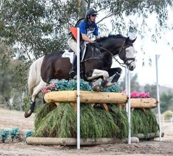 Cassio’s Picasso KD (Hirtentanz x Cassia Pao), Trakehner Eventing ...