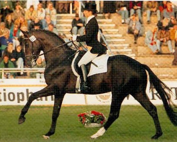 Kilbees Farm Stud – Five Leading Dressage Stallions – Breeding ...