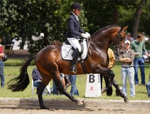 Kilbees Farm Stud – Five Leading Dressage Stallions – Breeding ...
