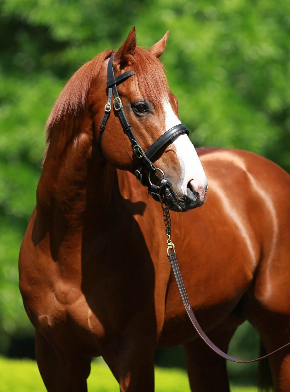 Race Horse Stallions – StableExpress
