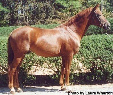 Favian Ps – Trakehner Dressage Stallion @Two Run Creek Trakehners ...