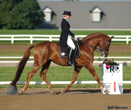 Favian Ps – Trakehner Dressage Stallion @Two Run Creek Trakehners ...