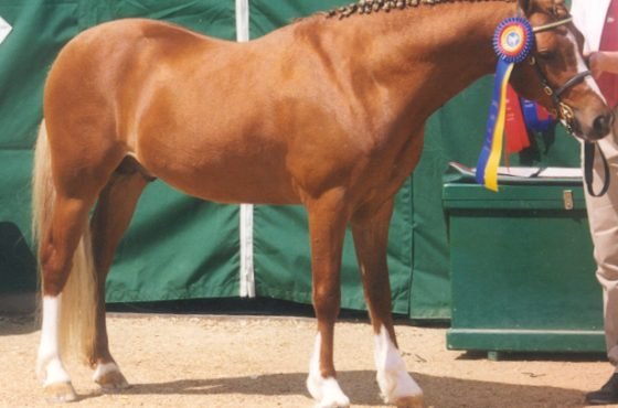 Pony Stallions – StableExpress