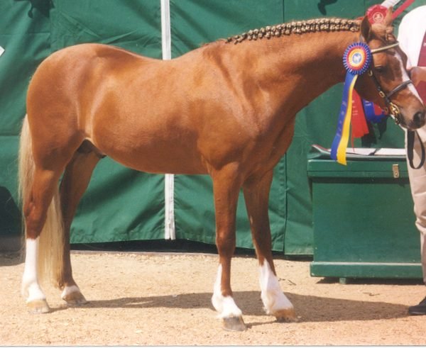 Welsh Section D Stallions at Stud – Downland Rembrandt / Rhoson Shem ...