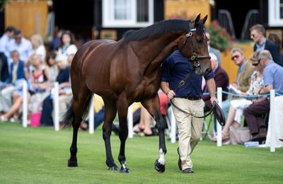 Race Horse Stallion, Cracksman (Son of Frankel) – Stallion At Stud ...