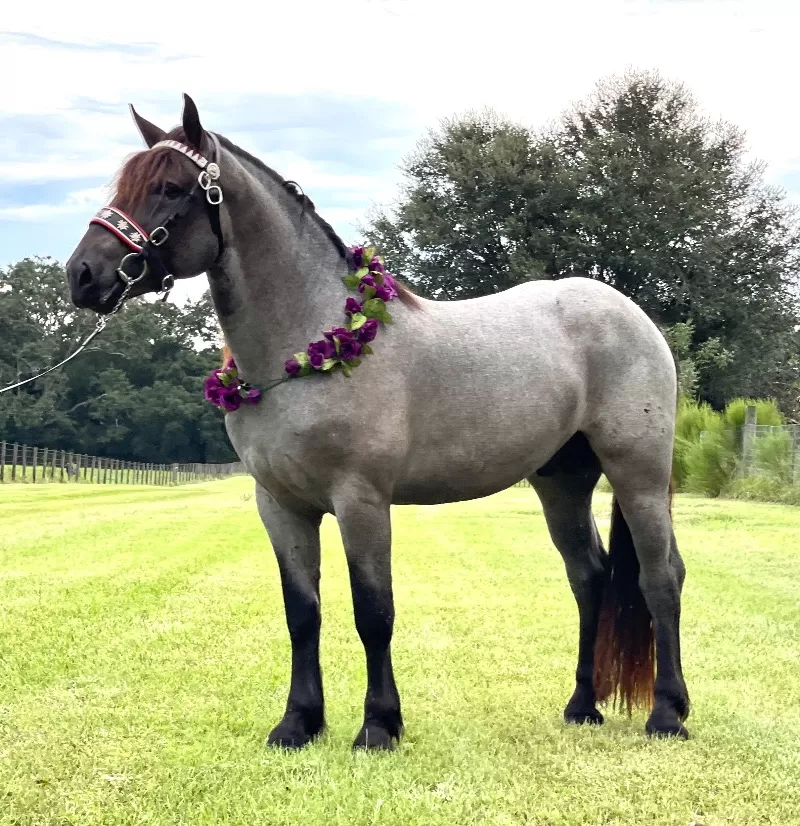 Noriker Stallions – StableExpress