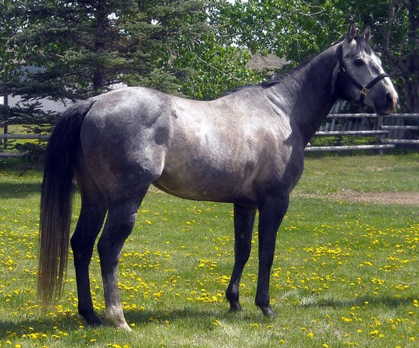 Suitor Quarter Horses, Alberta – StableExpress