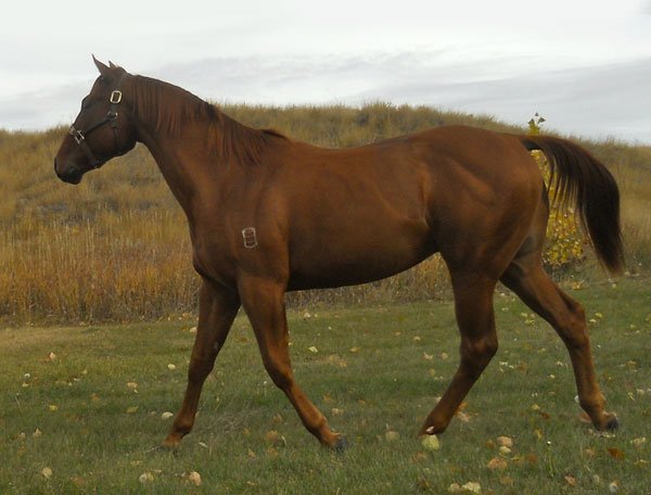 Suitor Quarter Horses, Alberta – StableExpress