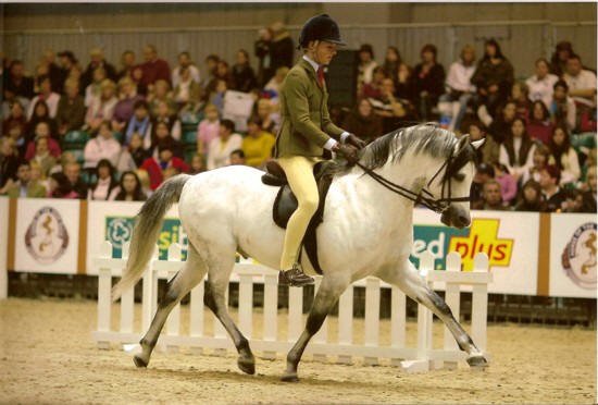 Welsh Section D Stallions at Stud – Downland Rembrandt / Rhoson Shem ...