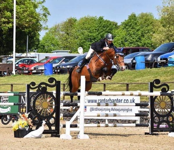 Condor (Caretino x Capitol I) – AES Licensed Stallion @ASK Sport Horses ...