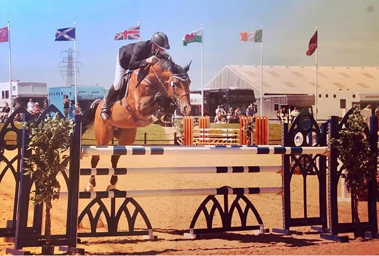 Condor (Caretino x Capitol I) – AES Licensed Stallion @ASK Sport Horses ...