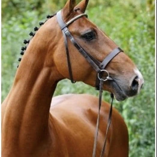 Condor (Caretino x Capitol I) – AES Licensed Stallion @ASK Sport Horses ...