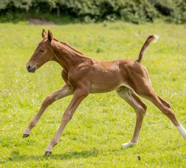 Condor (Caretino x Capitol I) – AES Licensed Stallion @ASK Sport Horses ...