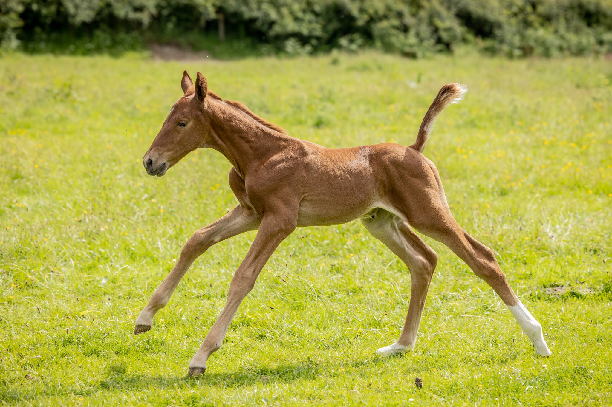 Condor (Caretino x Capitol I) – AES Licensed Stallion @ASK Sport Horses ...