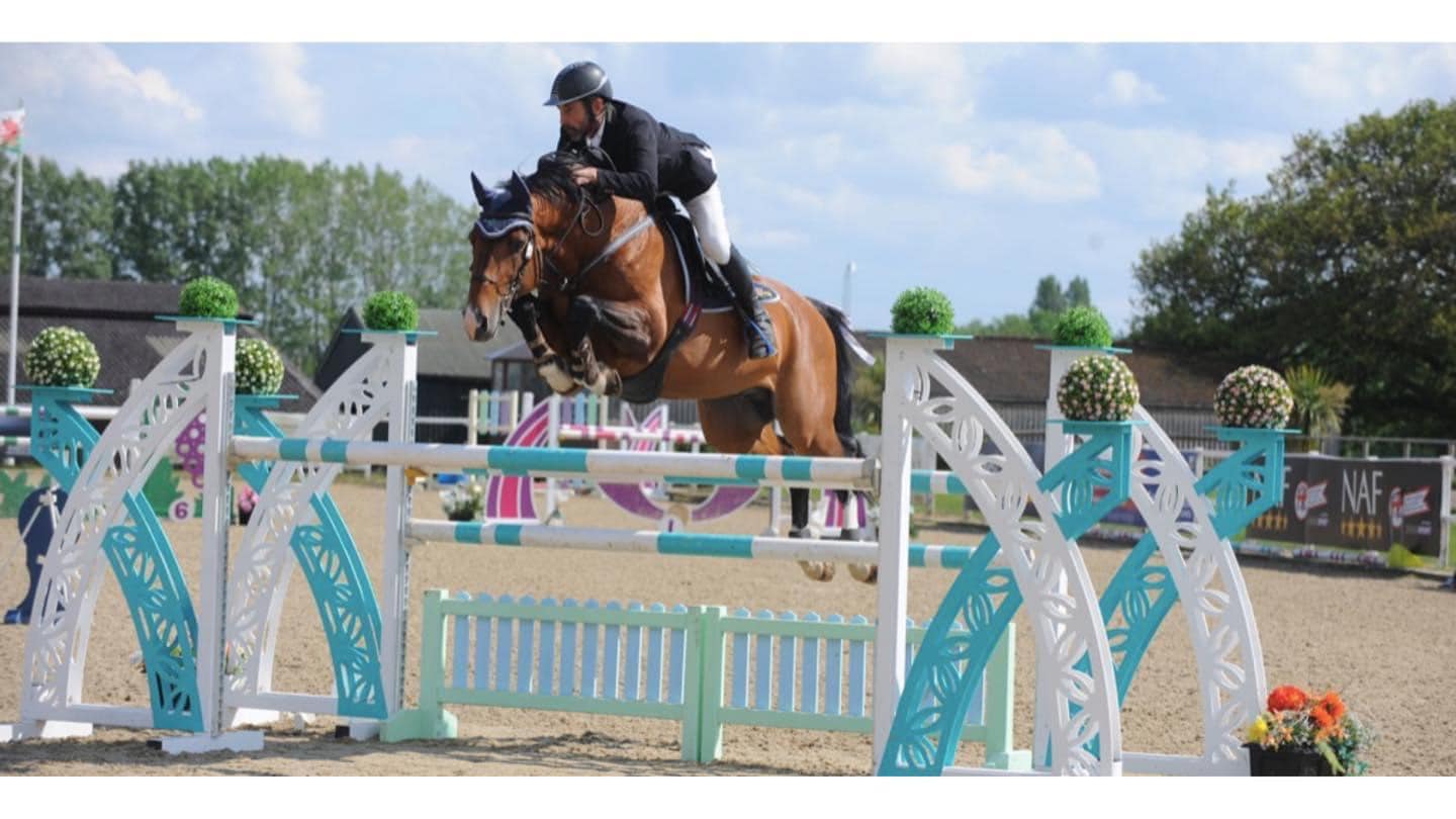 Condor (Caretino x Capitol I) – AES Licensed Stallion @ASK Sport Horses ...